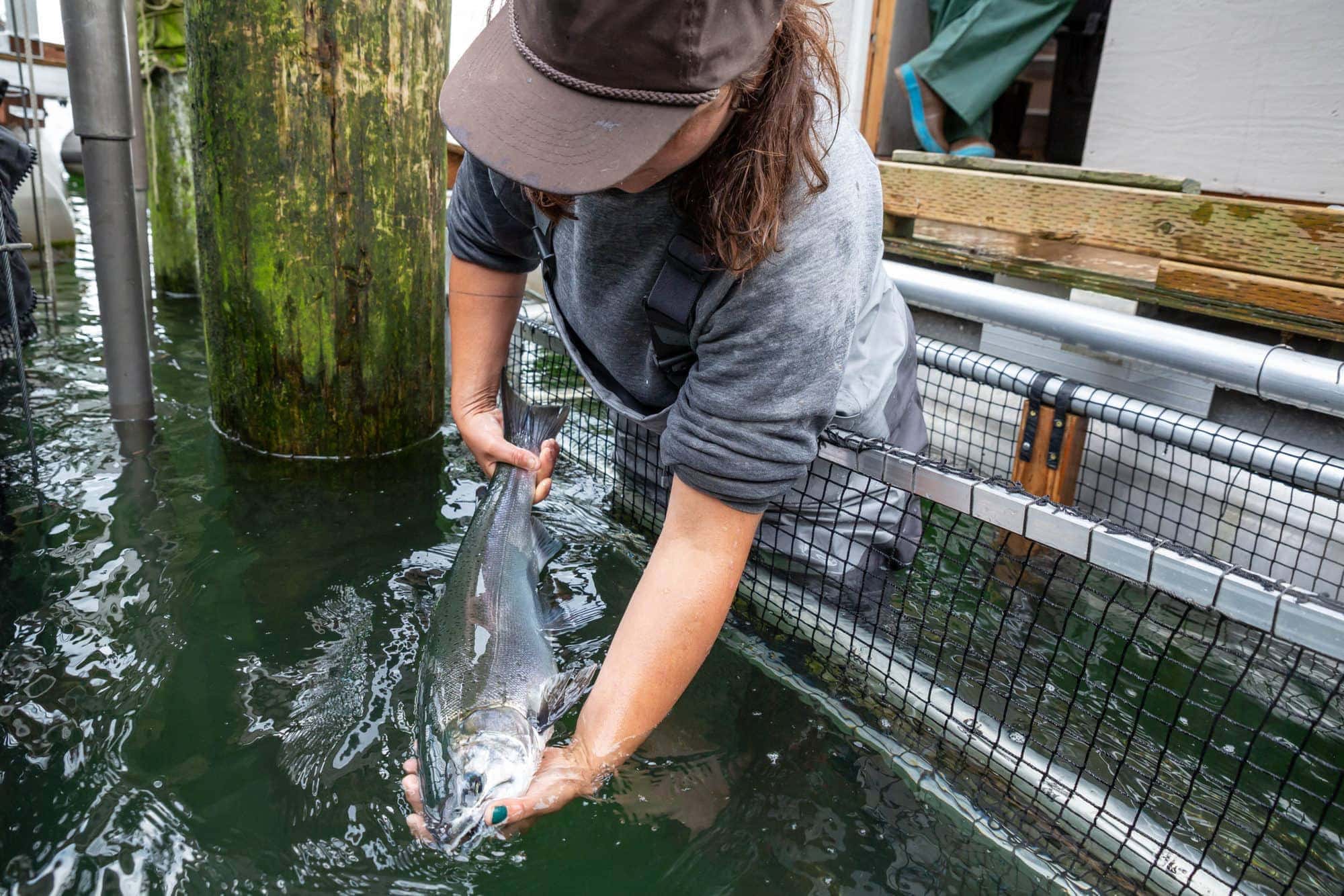 Fish Trap Research – Wild Fish Conservancy Northwest
