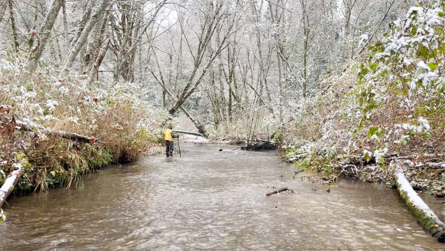 Coho Pre-Spawn Mortality Assessment Phase III – Wild Fish Conservancy ...