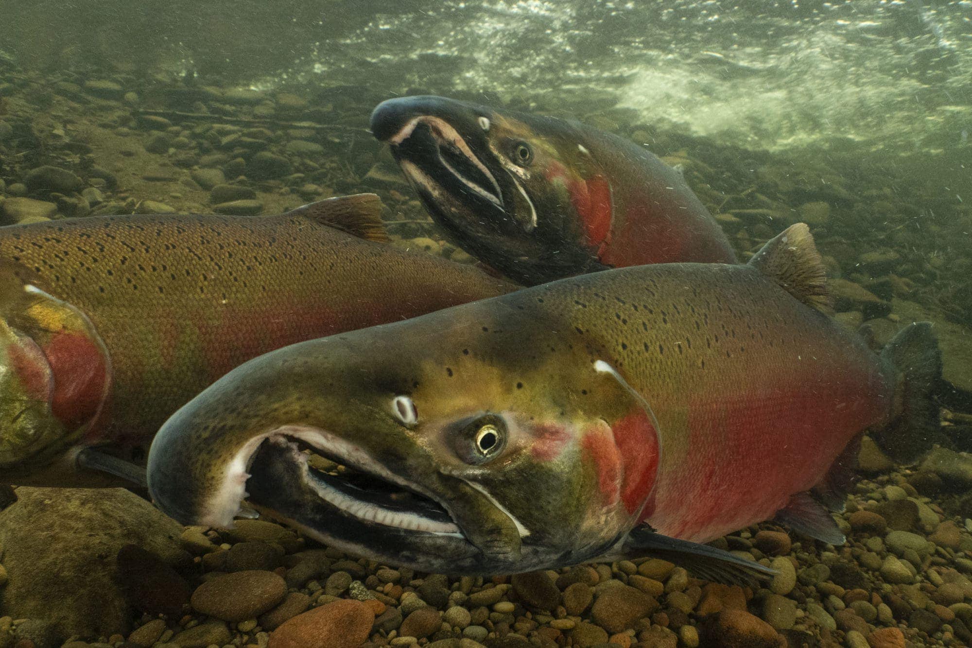 Wild Salmon Recovery Initiative – Wild Fish Conservancy Northwest