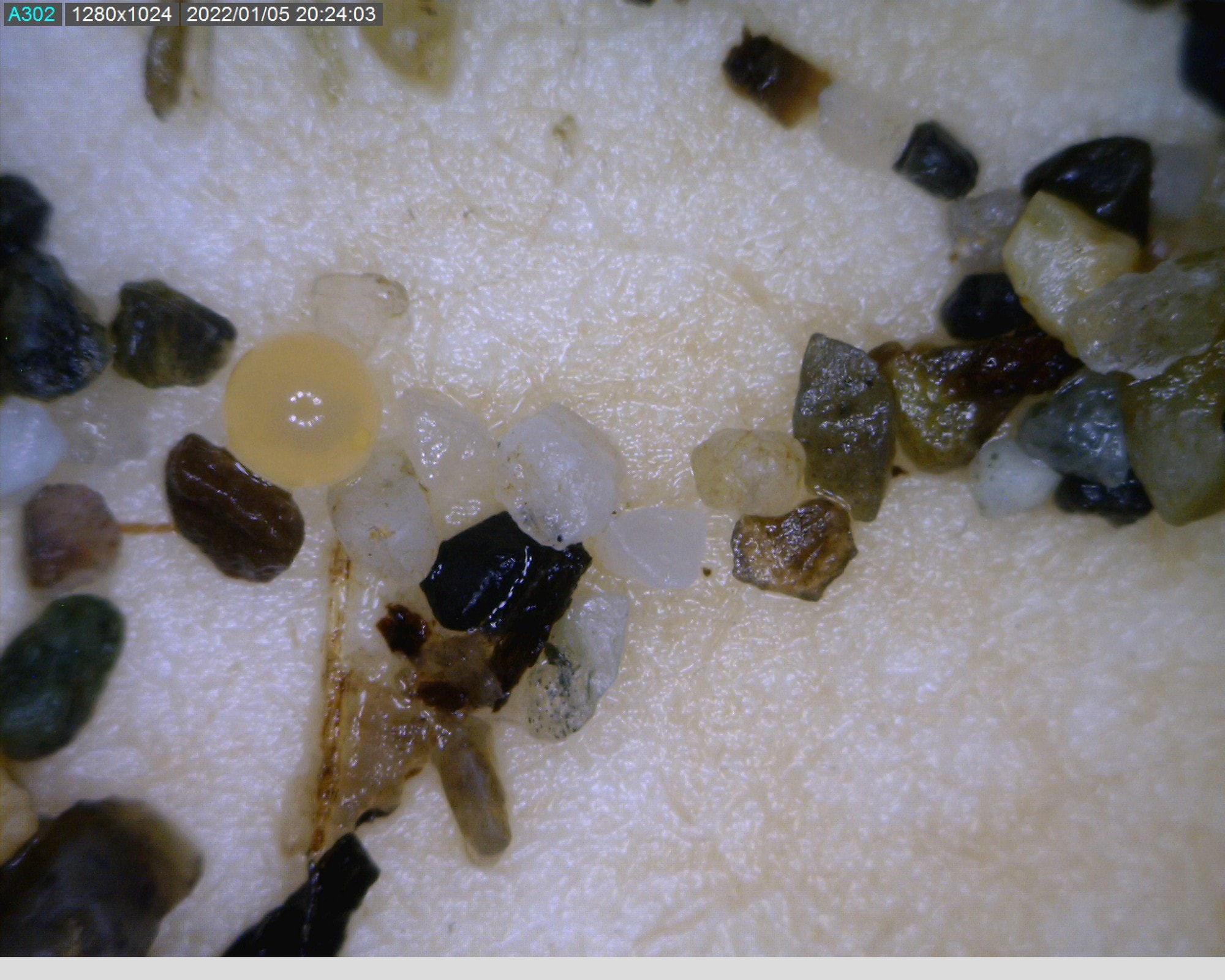 Bulkhead Removal Forage Fish Spawning Survey – Wild Fish Conservancy ...