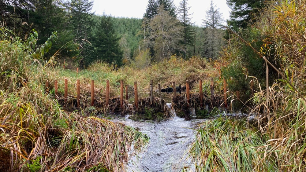 Chehalis Basin Beaver Dam Analogs – Wild Fish Conservancy Northwest
