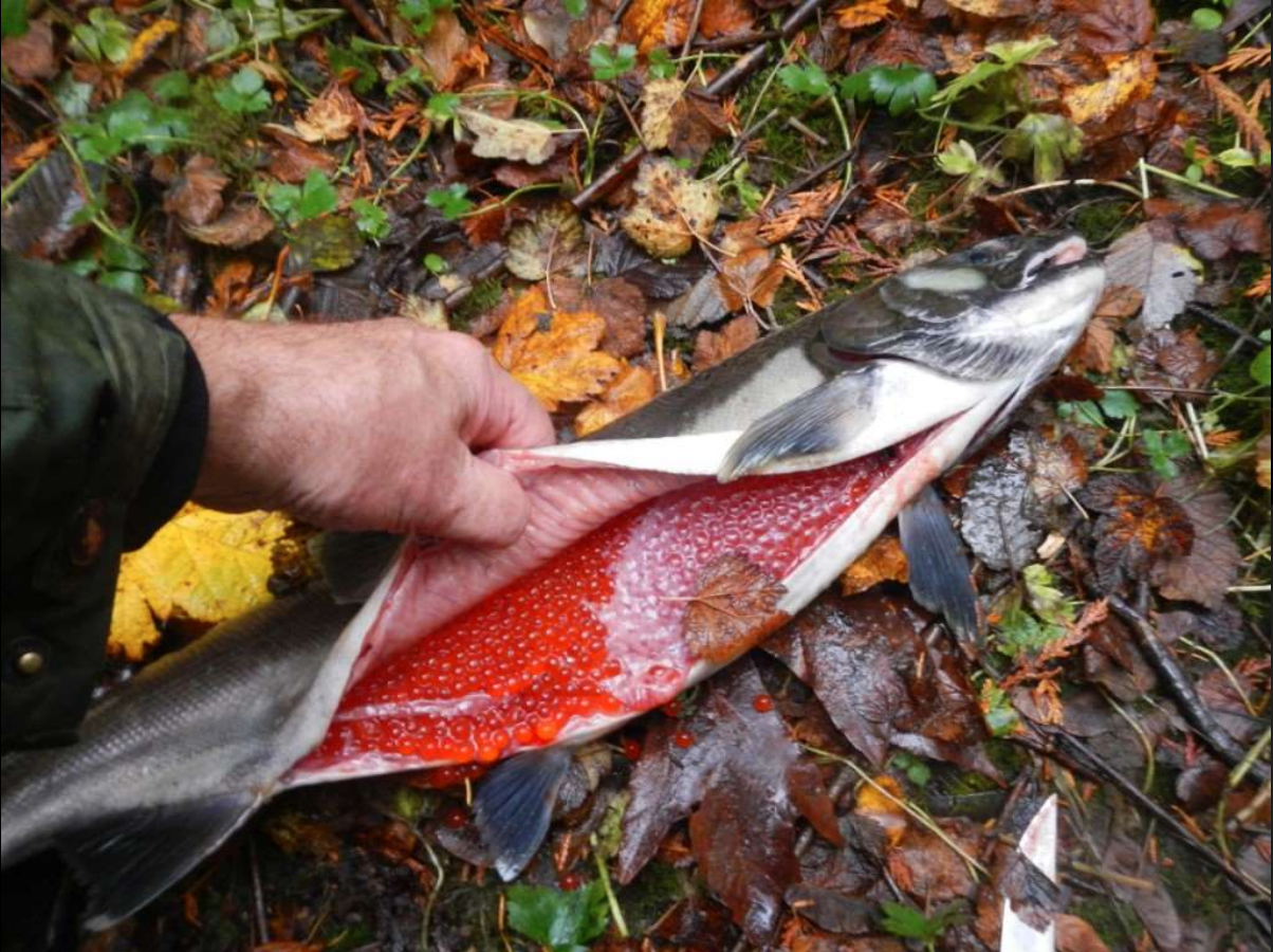 Coho Pre-Spawn Mortality Assessment Phase III – Wild Fish Conservancy ...