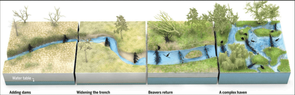 Beaver Dam Analogs – Wild Fish Conservancy Northwest