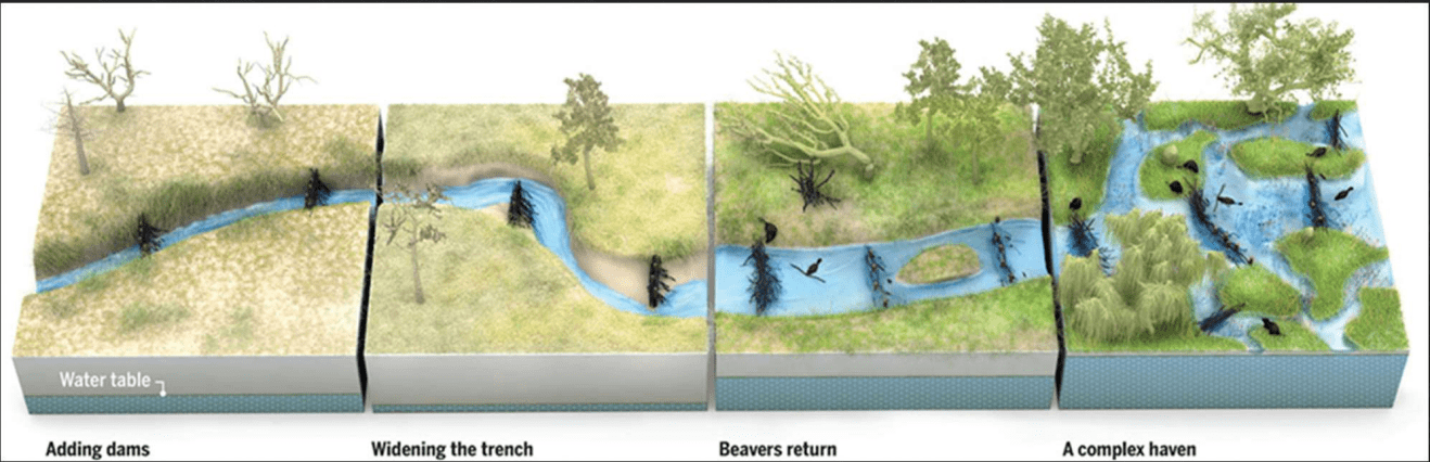 Beaver Dam Analogs – Wild Fish Conservancy Northwest