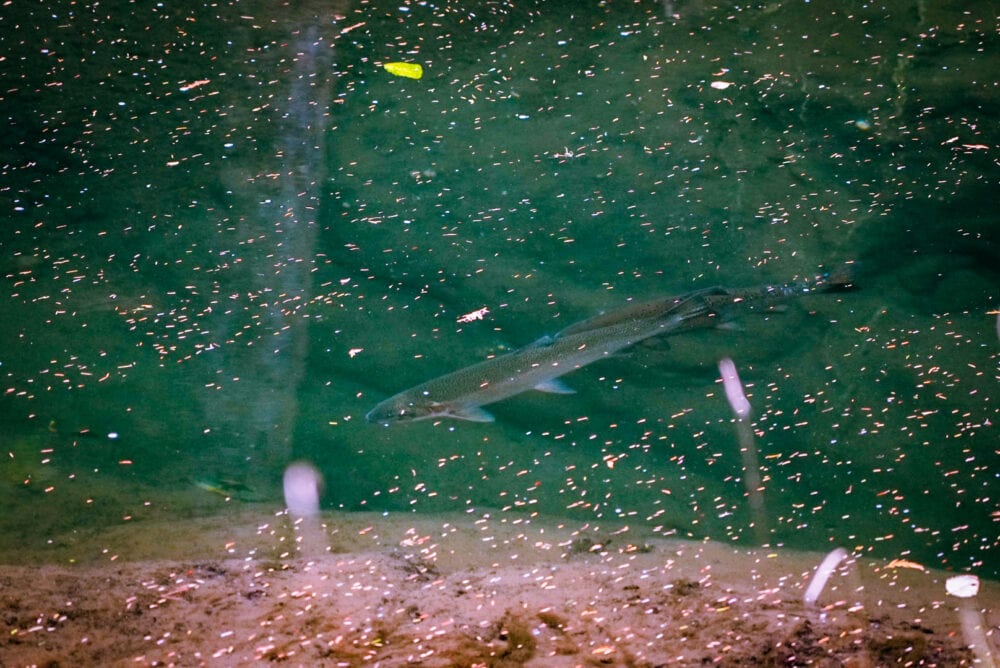 Time to stand up for Olympic Peninsula wild steelhead – Wild Fish ...