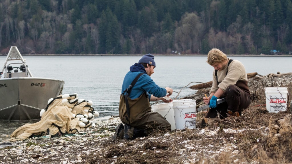 Hood Canal Nearshore Juvenile Fish Use Assessment – Wild Fish ...