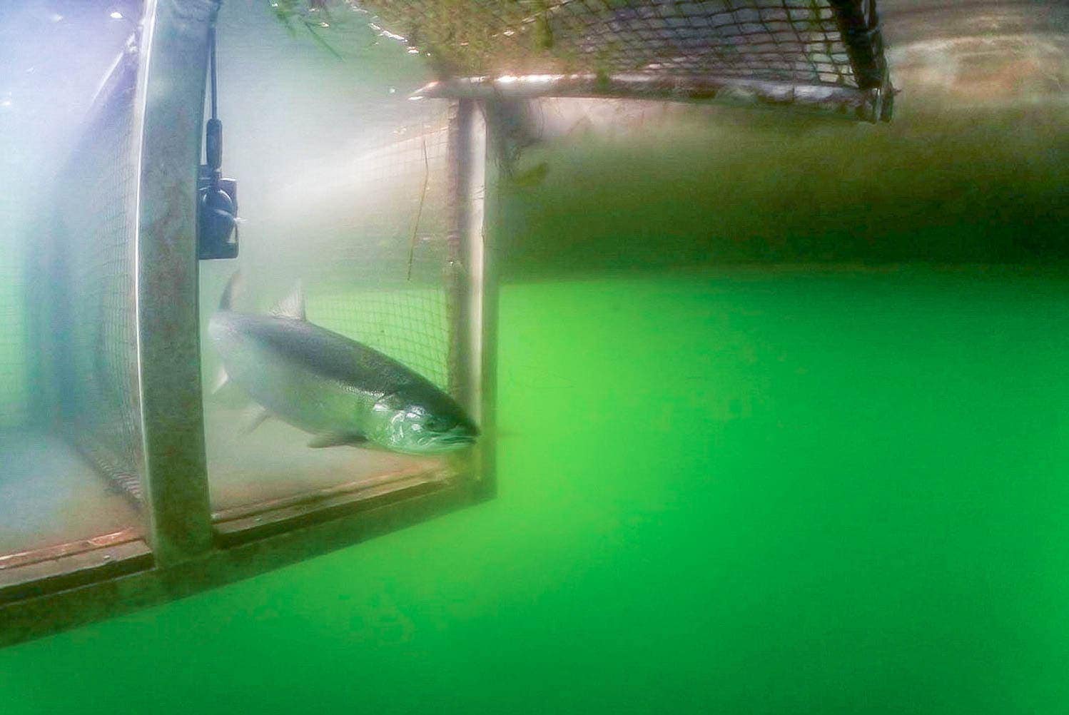 SO MUCH GOOD NEWS TO SHARE FOR WILD FISH! – Wild Fish Conservancy Northwest