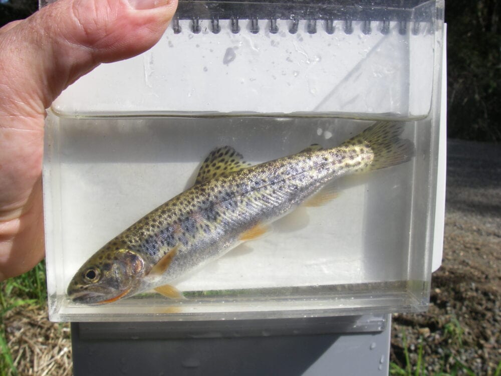 Chehalis Watertype Assessment – Wild Fish Conservancy Northwest